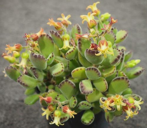 TOMENTOSA ssp. TOMENTOSA (engl./ fr.)