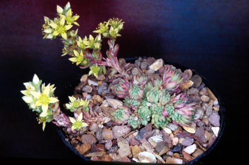 LACONICUM ssp. LACONICUM