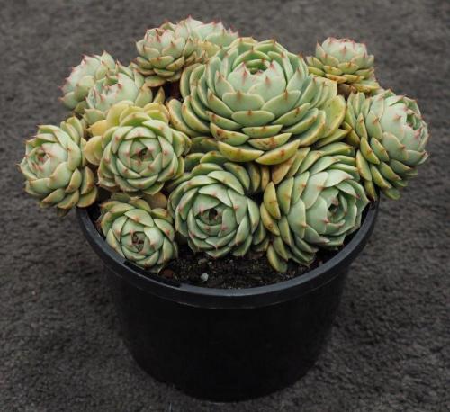 Ben Badis ‘벤 바디스’