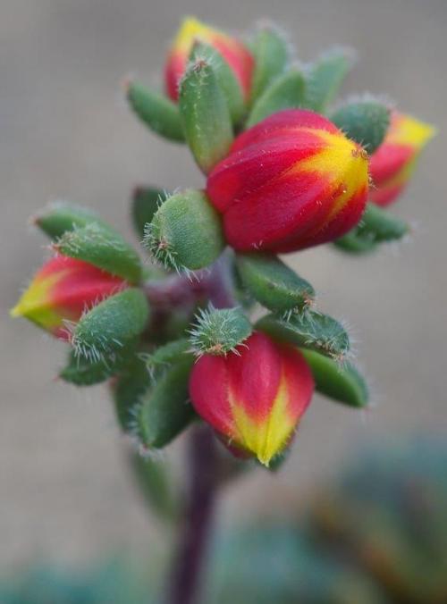 SETOSA var. DEMINUTA J. Meyrán, 1989 (engl./ fr.)