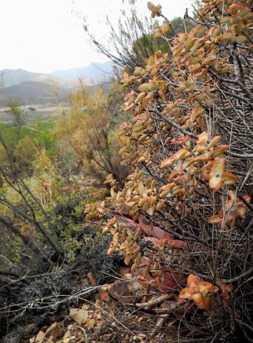 RUPESTRIS ssp. RUPESTRIS