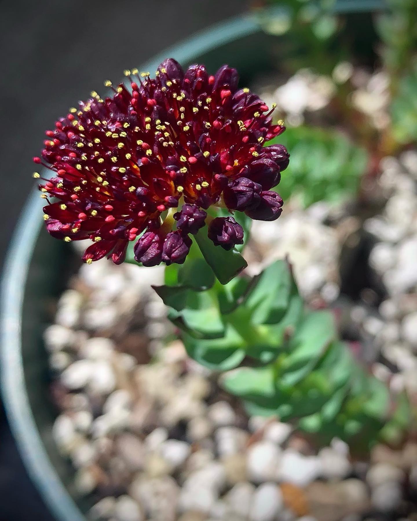 INTEGRIFOLIA ssp. INTEGRIFOLIA