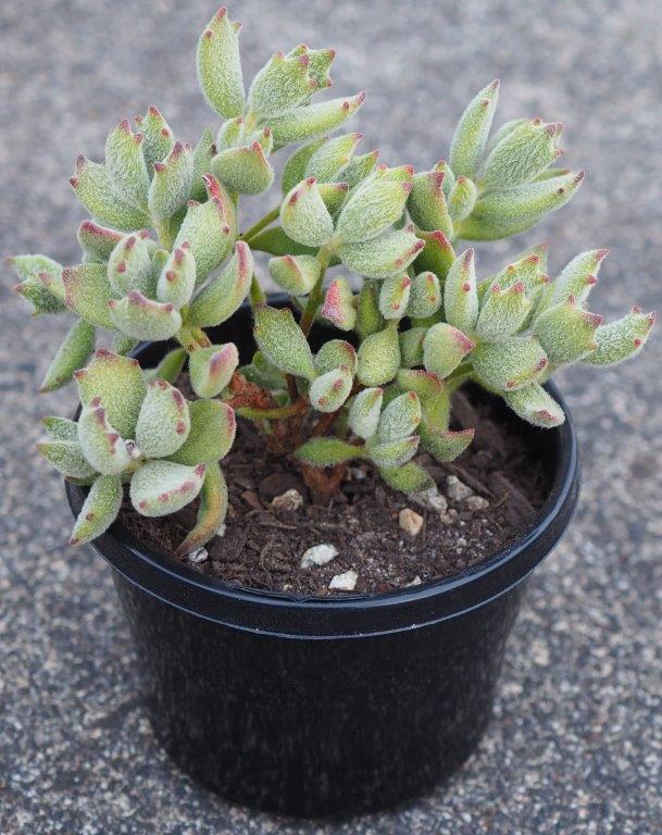 TOMENTOSA ssp. TOMENTOSA (engl./ fr.)