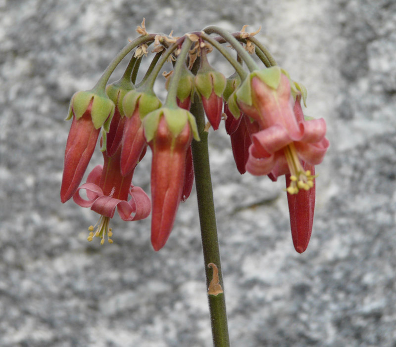 BARBEYI var. BARBEYI (engl./ fr.)