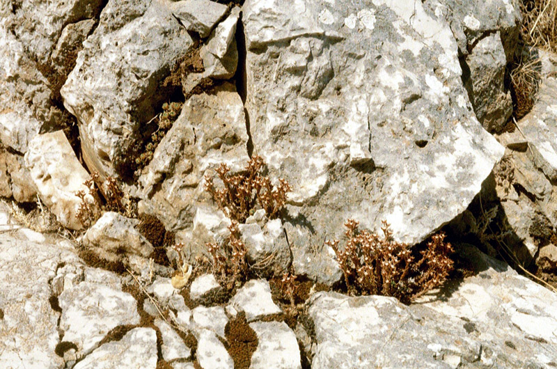 LACONICUM ssp. LACONICUM