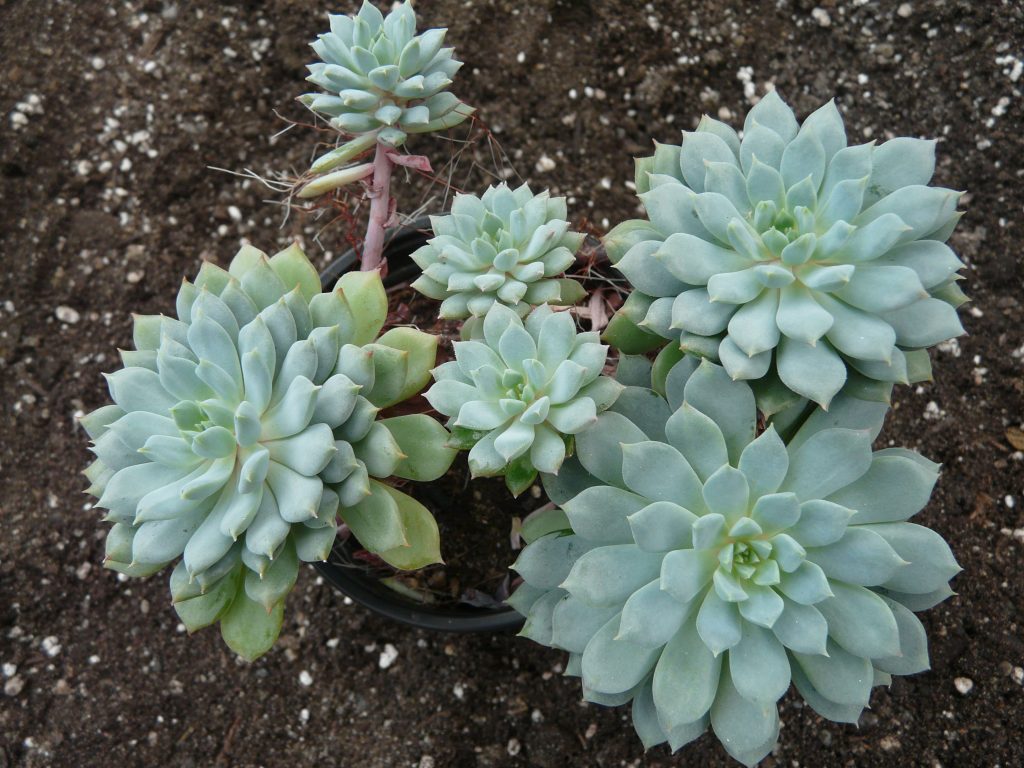 Chrissy n Ryan ‘크리시 앤 라이언’