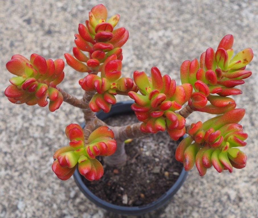 Tolkien Group (engl./ fr.)