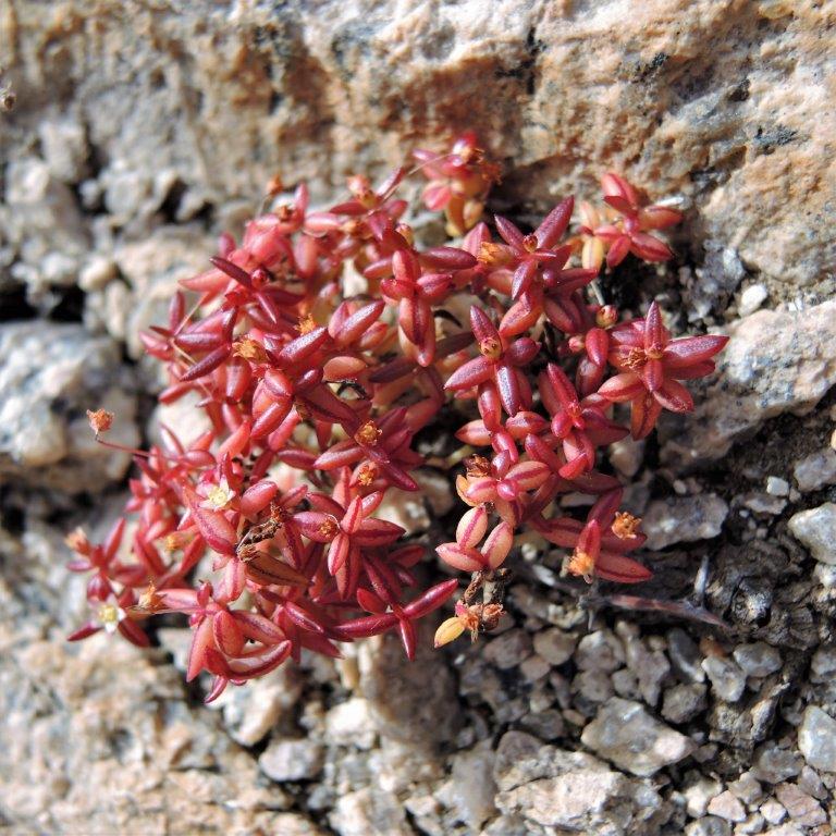 EXPANSA ssp. EXPANSA (engl./ fr.)