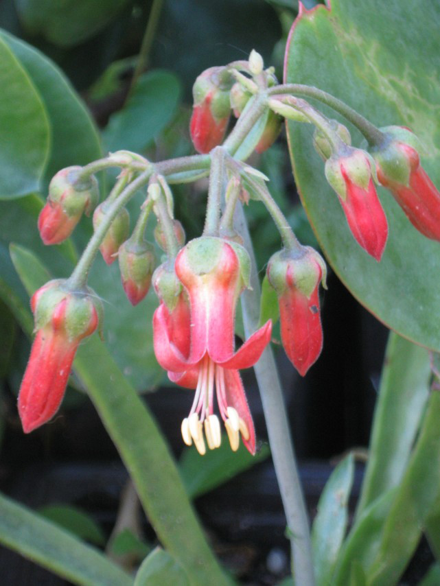 BARBEYI var. BARBEYI (engl./ fr.)