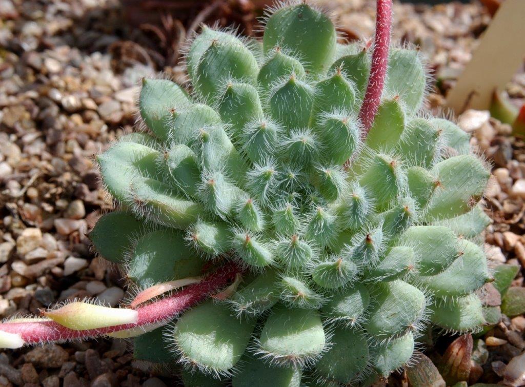 SETOSA var. MINOR Moran, 1993 (engl./ fr.)