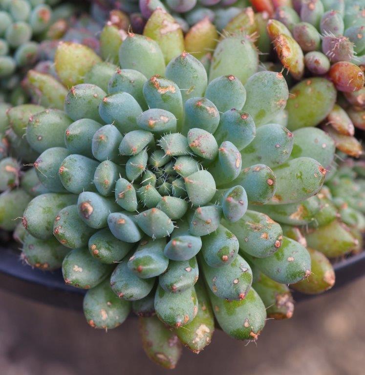 SETOSA var. DEMINUTA J. Meyrán, 1989 (engl./ fr.)