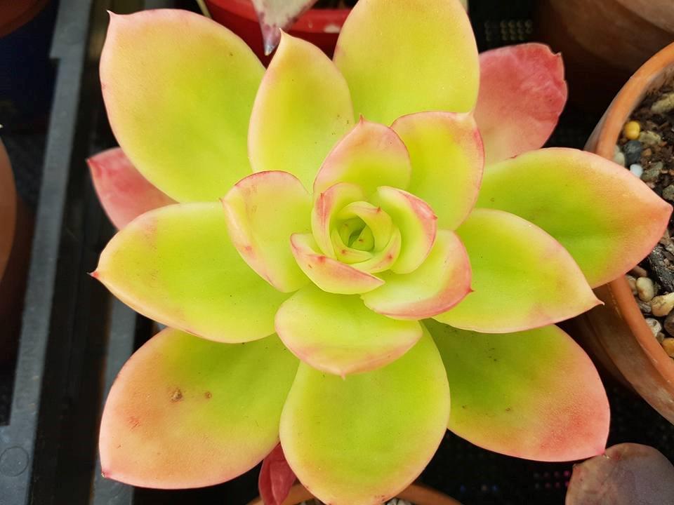 Clara Bell ‘클라라 벨’