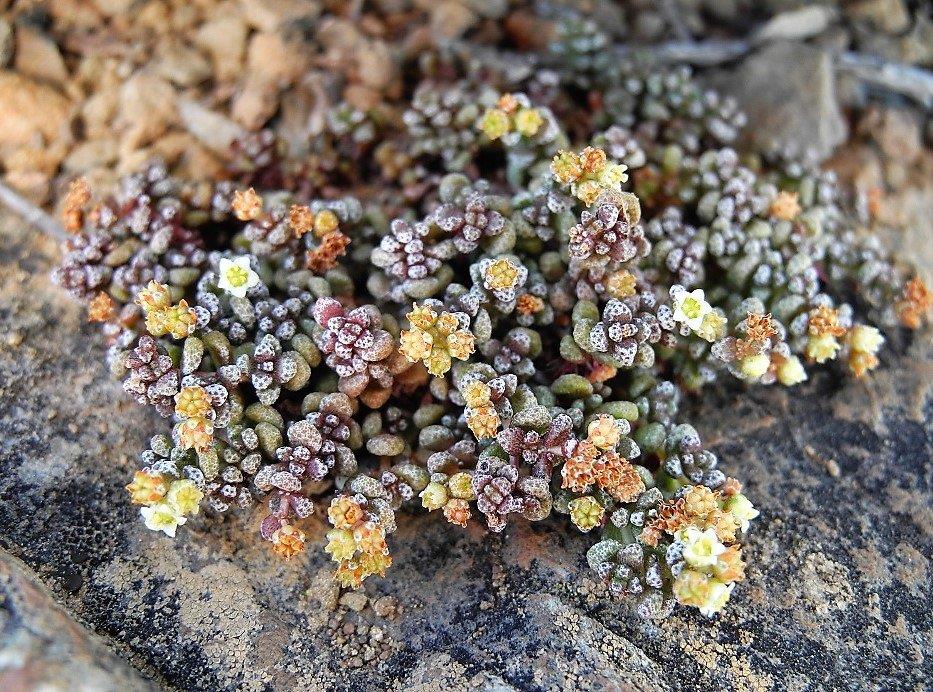 CORALLINA ssp. CORALLINA (engl./ fr.)