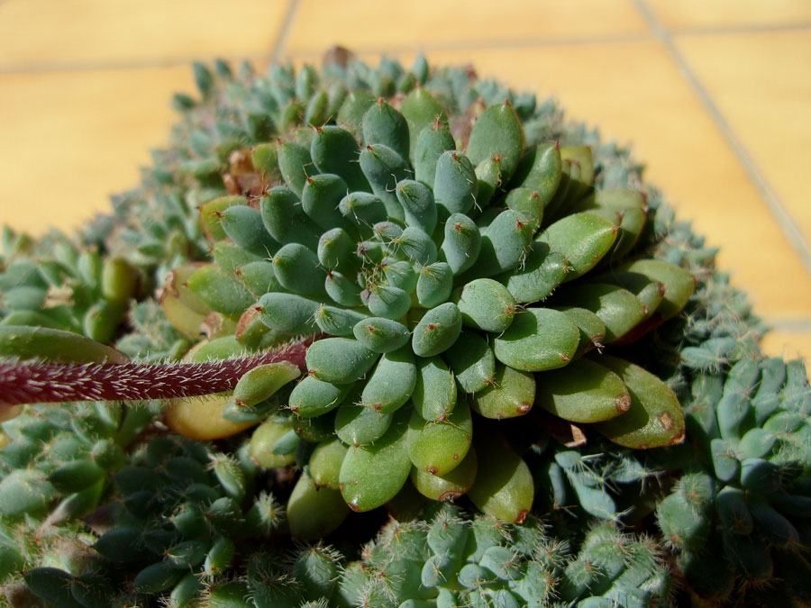 SETOSA var. DEMINUTA J. Meyrán, 1989 (engl./ fr.)