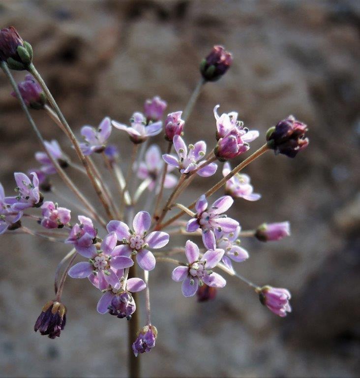 CAPENSIS var. CAPENSIS (engl./ fr.)