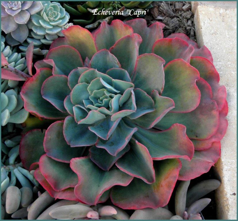 Capri ‘카프리’