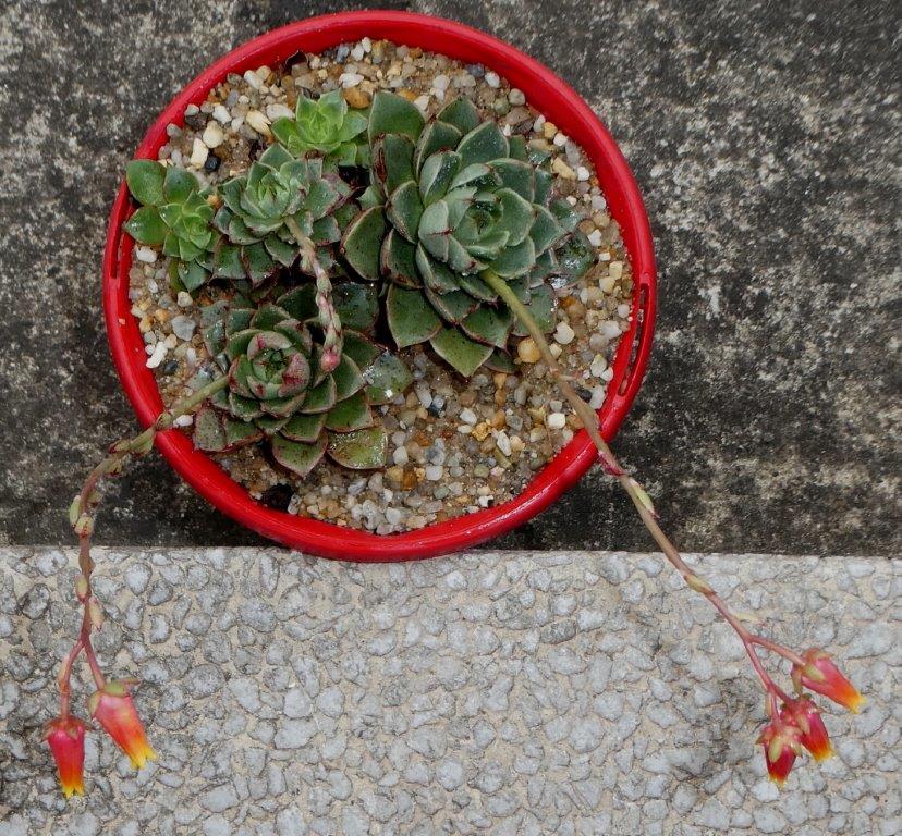 Shamrock ‘샴록’