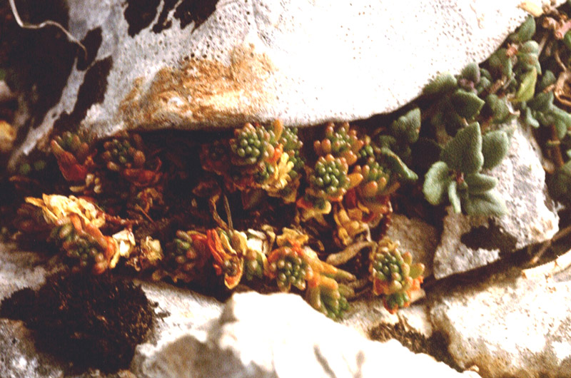 LACONICUM ssp. LACONICUM