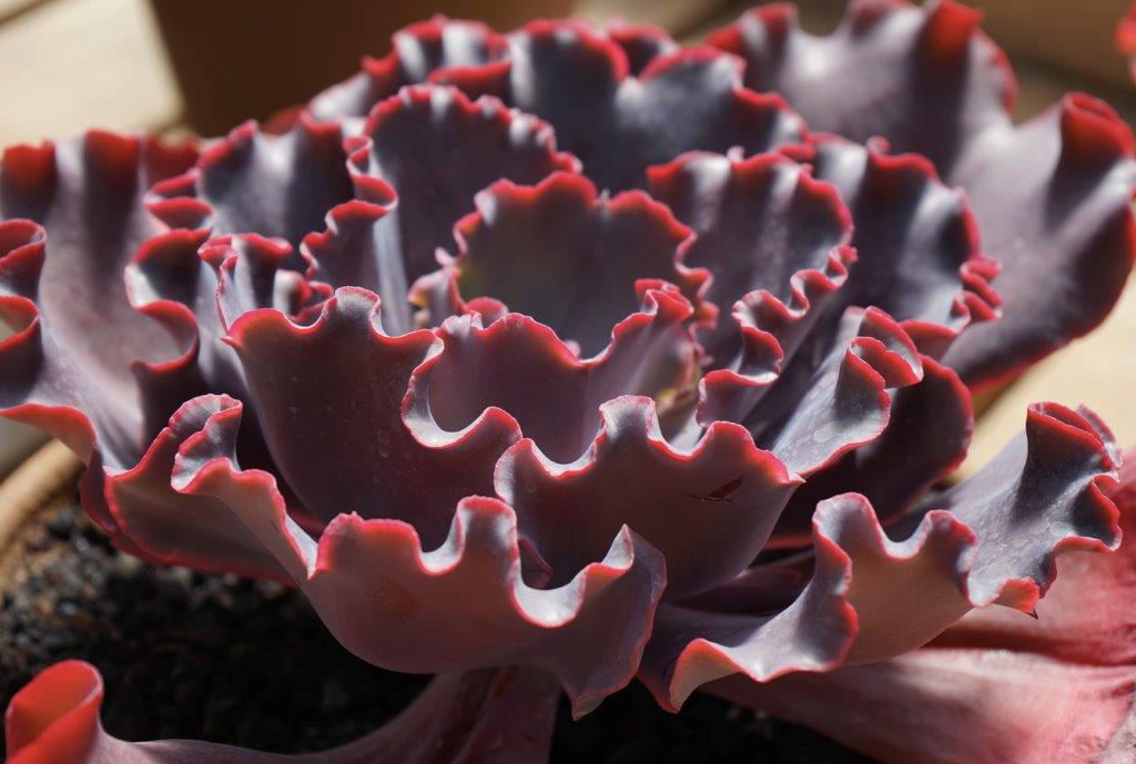 Silveron Red ‘실버 온 레드’