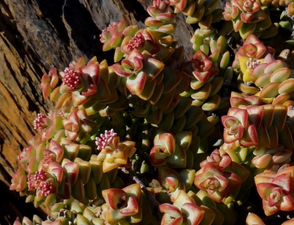 RUPESTRIS ssp. RUPESTRIS