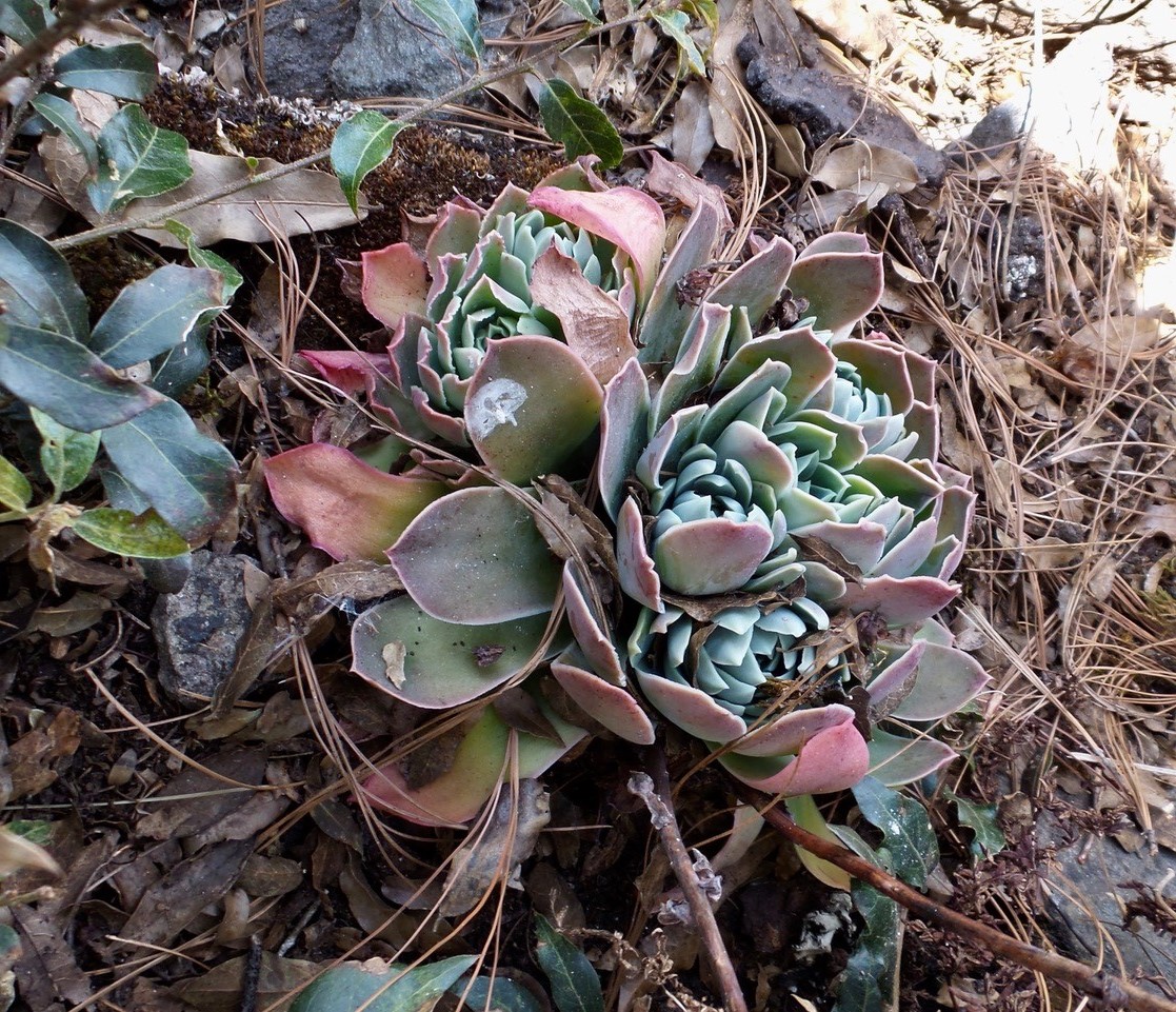 CHAZAROI Kimnach, 1995 (engl./ fr.)