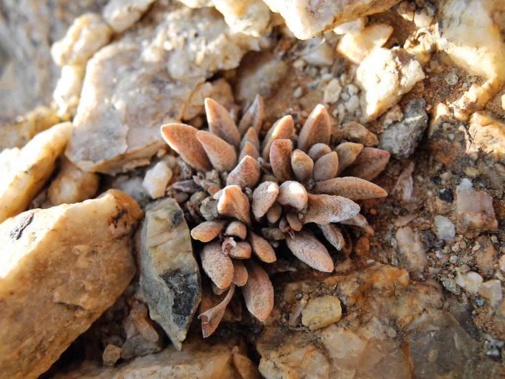 AUSENSIS ssp. AUSENSIS Hutchison, 1952 (engl./ fr.)
