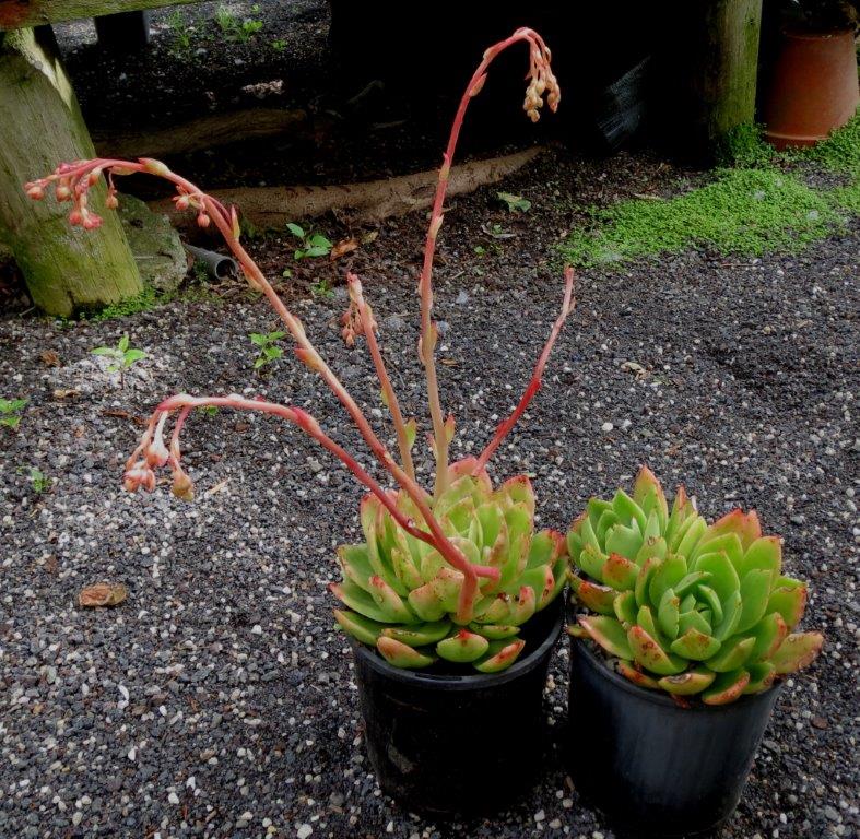 Clara Bell ‘클라라 벨’