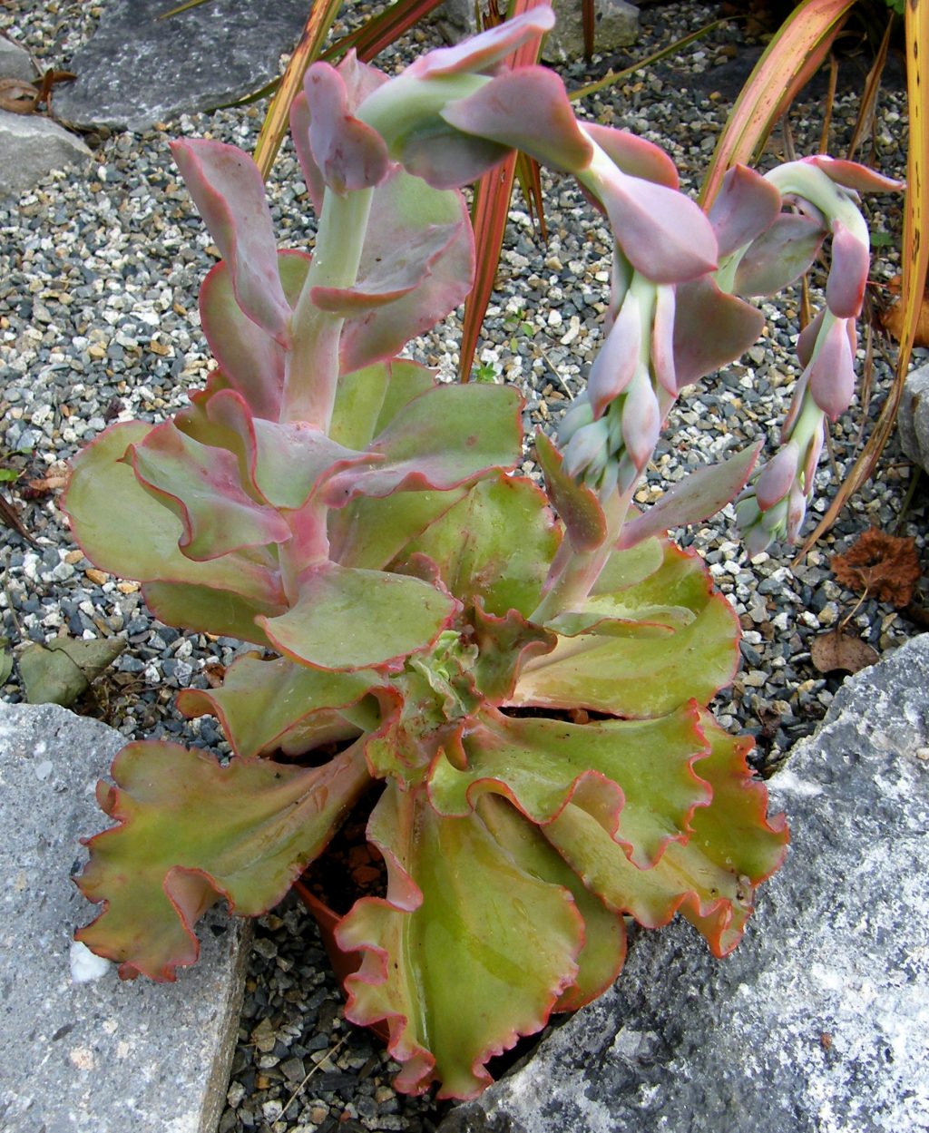 Double Delight ‘더블 딜라이트’