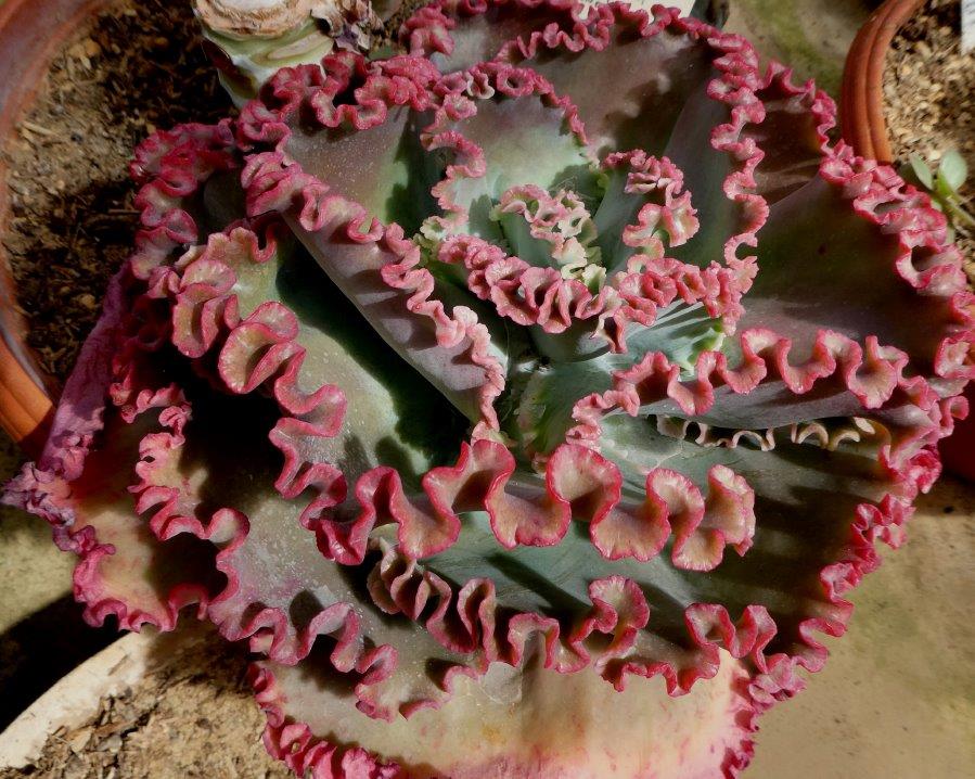 Crinoline ‘크리놀린’