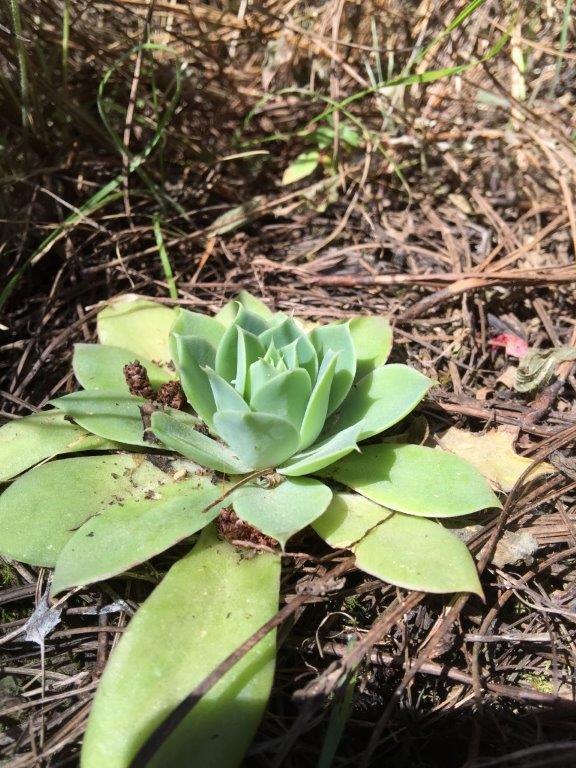 MEGACALYX Walther, 1959