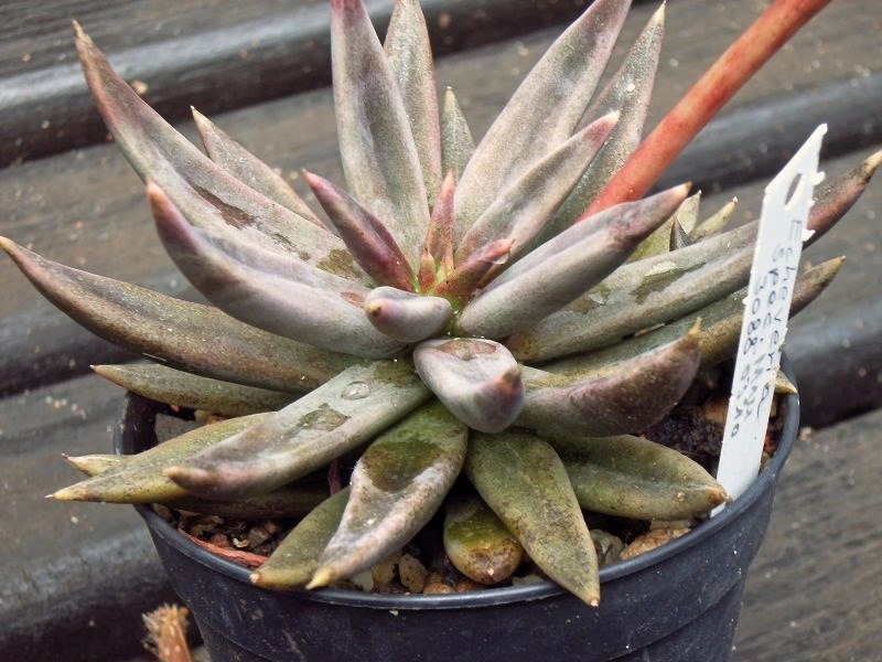 HUMILIS J.N. Rose, 1903