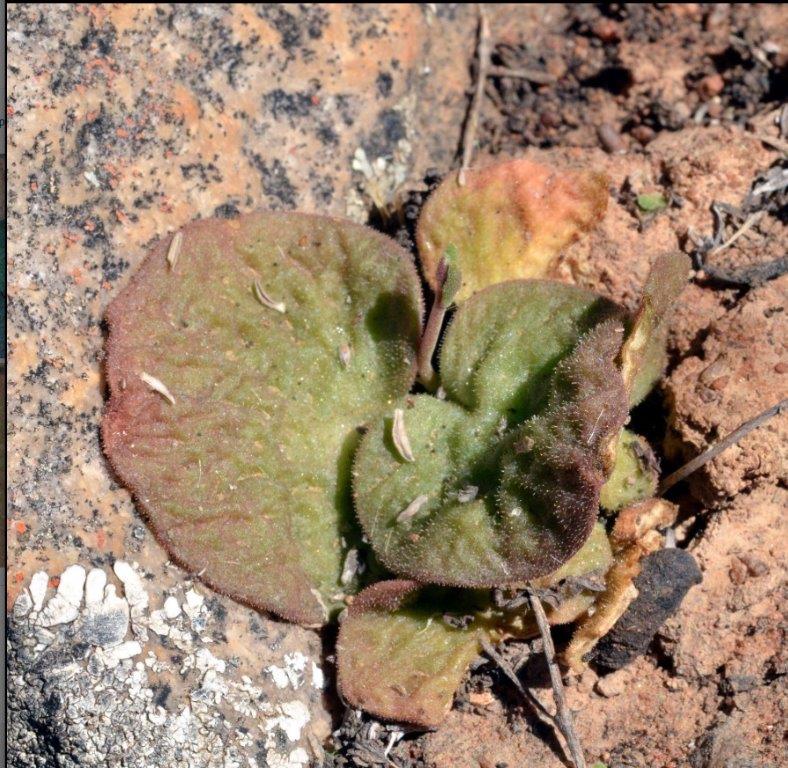 ECTYPUS Grenier & van Jaarsv., 2020