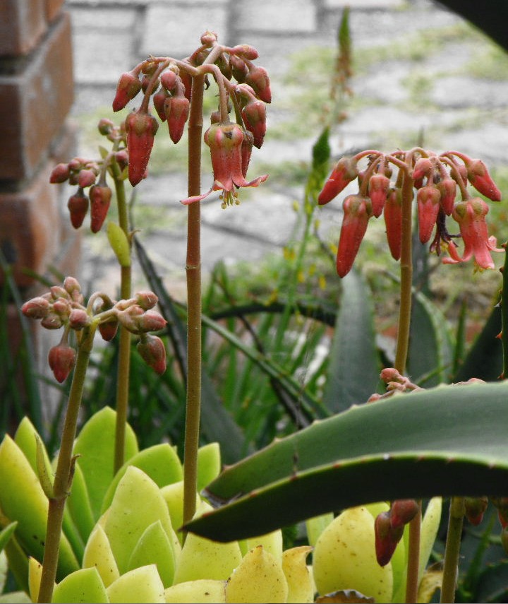 BARBEYI var. BARBEYI (engl./ fr.)