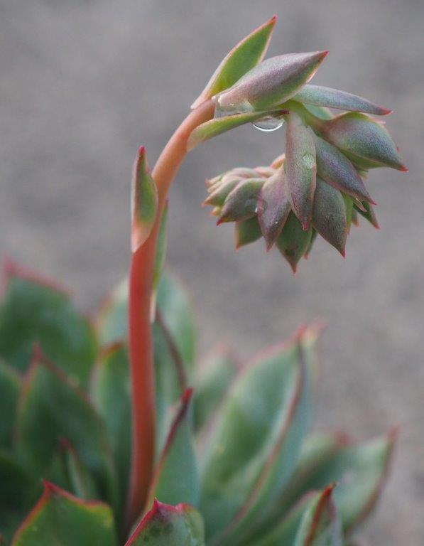 Esther ‘에스더‘