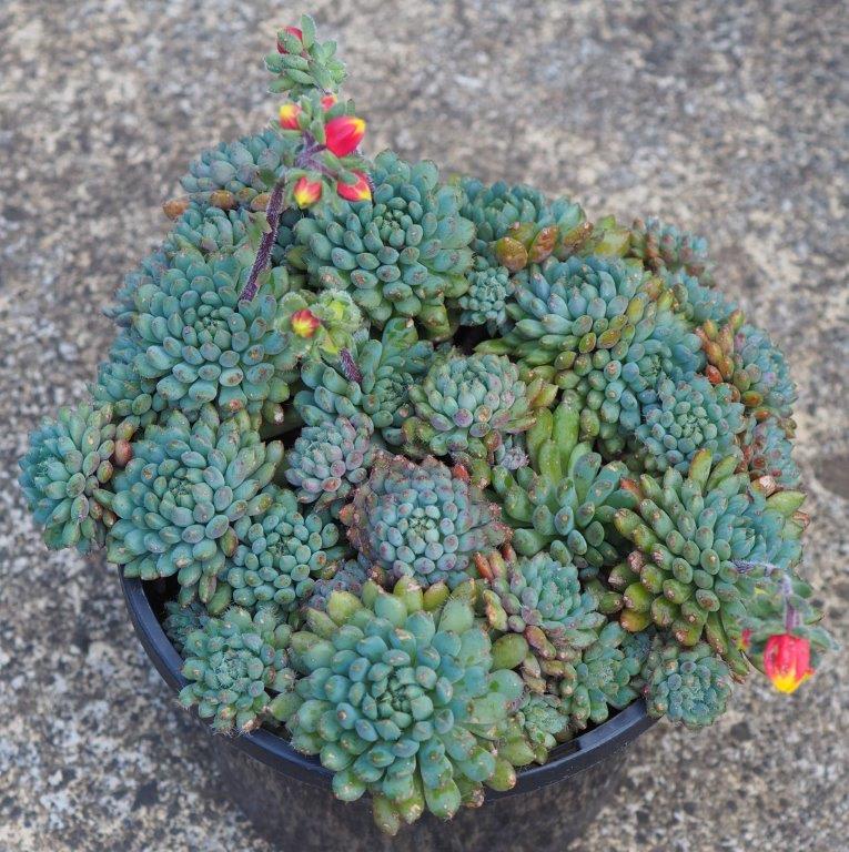 SETOSA var. DEMINUTA J. Meyrán, 1989 (engl./ fr.)