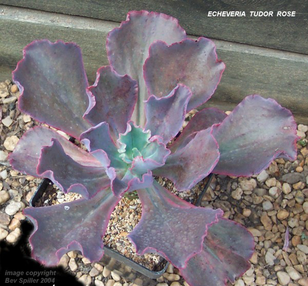 Tudor Rose ‘튜더 로즈’