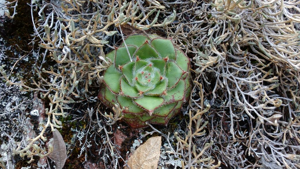 SETOSA var. CILIATA (Moran) Moran, 1993 (engl./ fr.)