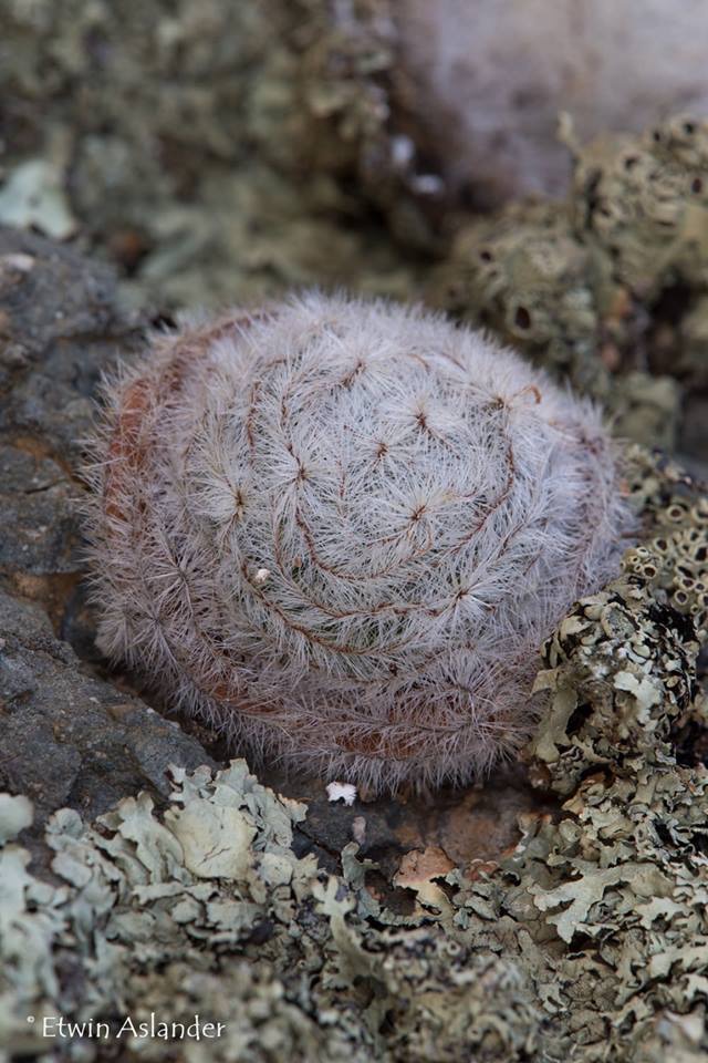 BARBATA ssp. BARBATA (engl./ fr.)