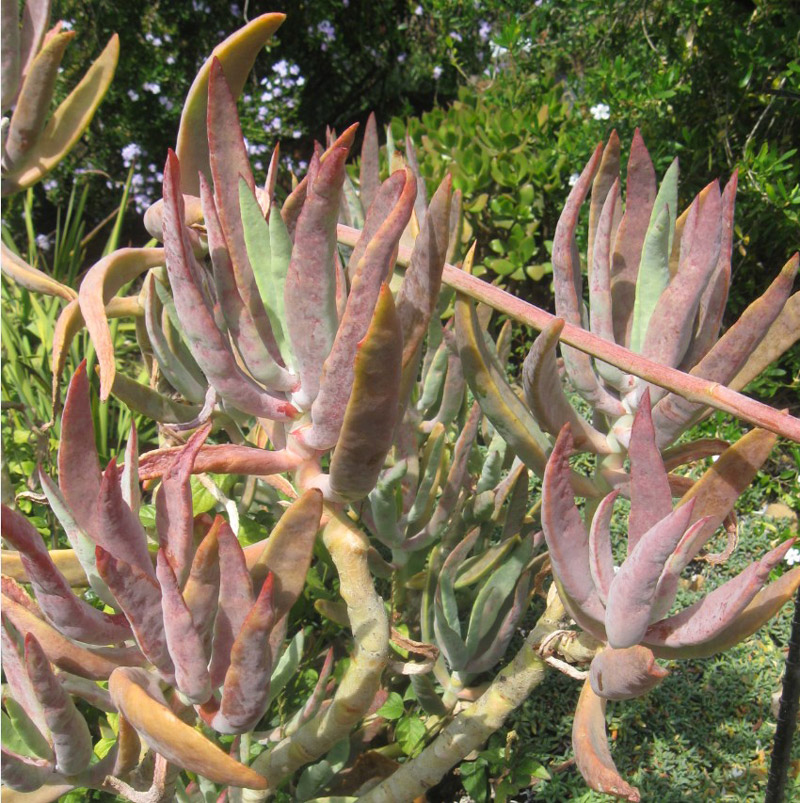 BARBEYI var. BARBEYI (engl./ fr.)