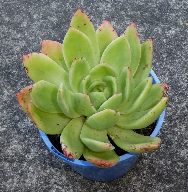 Clara Bell ‘클라라 벨’