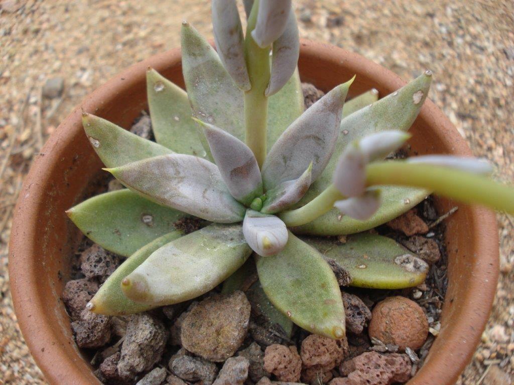 HUMILIS J.N. Rose, 1903