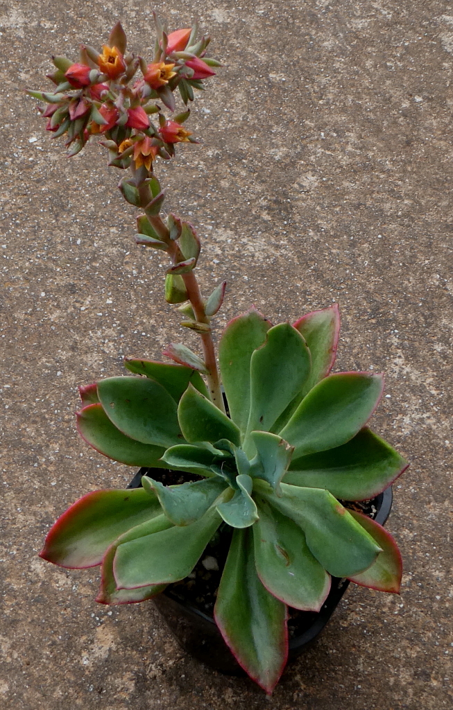 Cassytha ‘캐시타’