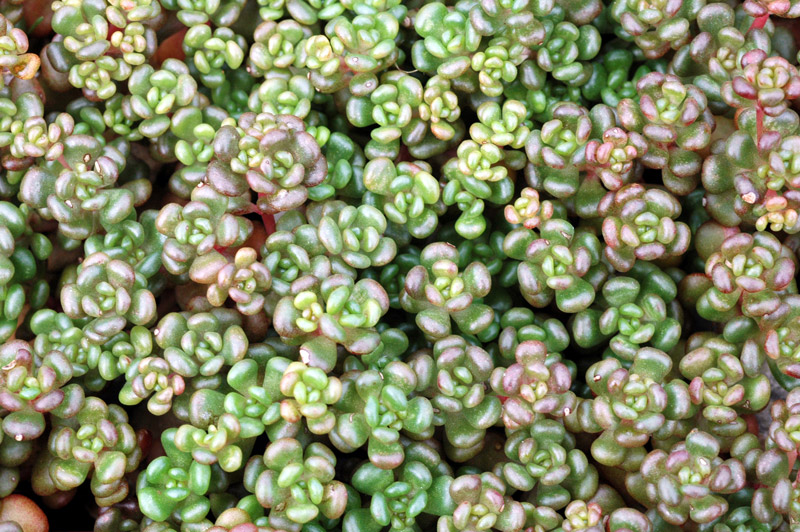 OREGANUM ssp. OREGANUM