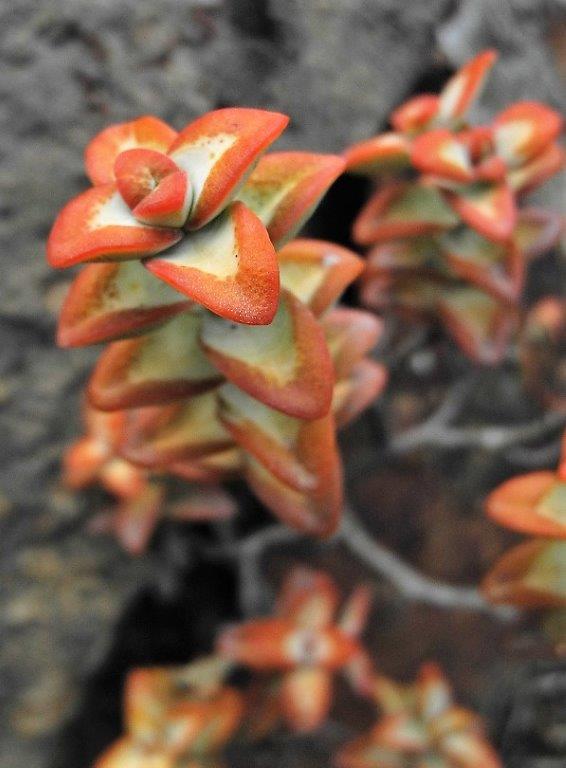 RUPESTRIS ssp. RUPESTRIS