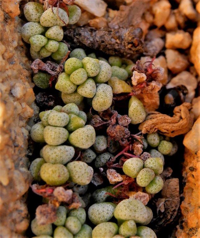 CORALLINA ssp. CORALLINA (engl./ fr.)