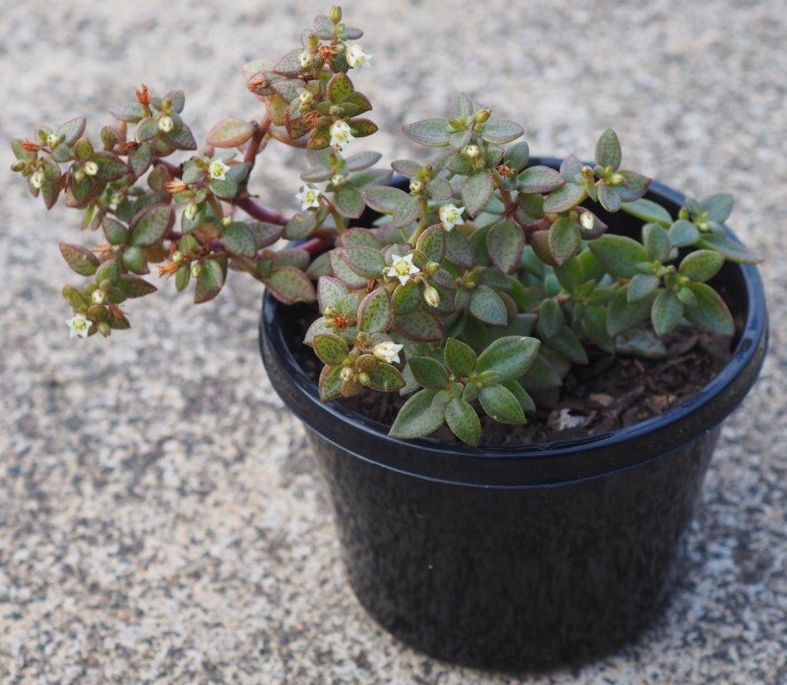 VOLKENSII ssp. VOLKENSII