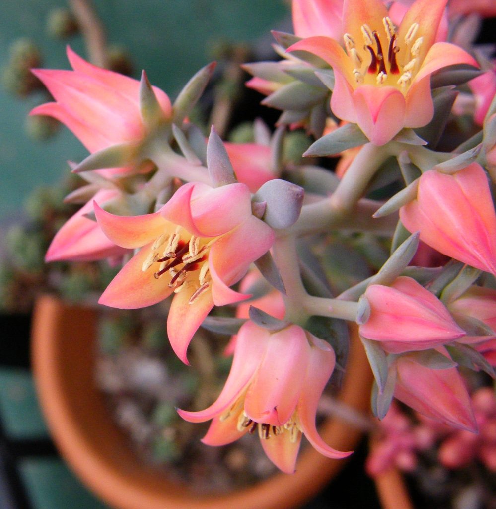 Double Delight ‘더블 딜라이트’