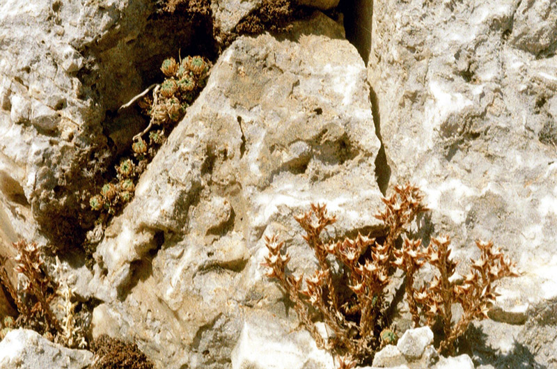 LACONICUM ssp. LACONICUM