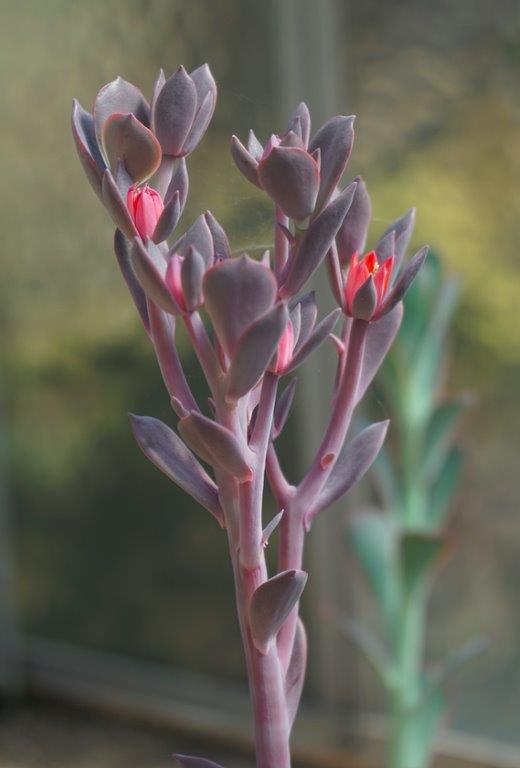 Silveron Red ‘실버 온 레드’