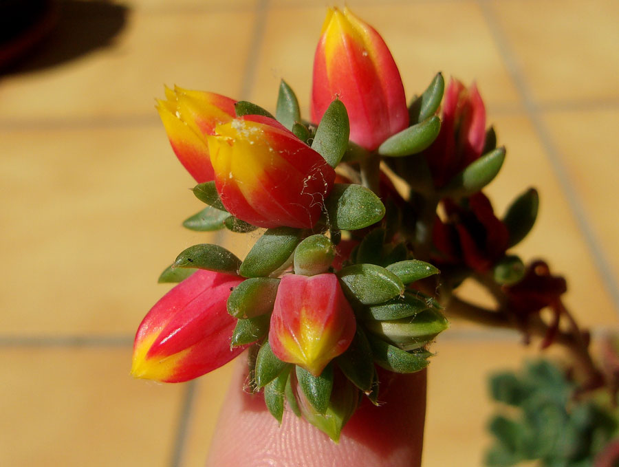 SETOSA var. OTEROI Moran, 1993 (engl./ fr.)